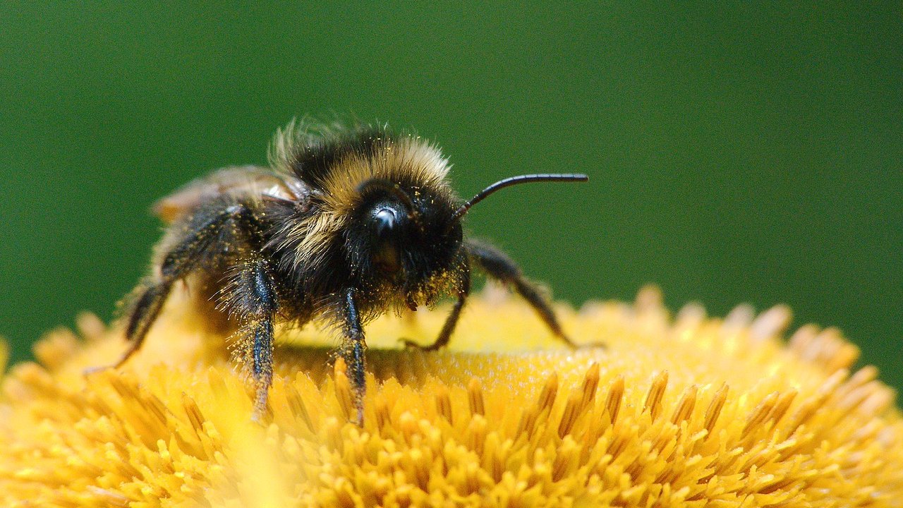 How to help bees: 8 practical action steps YOU can take to befriend ...