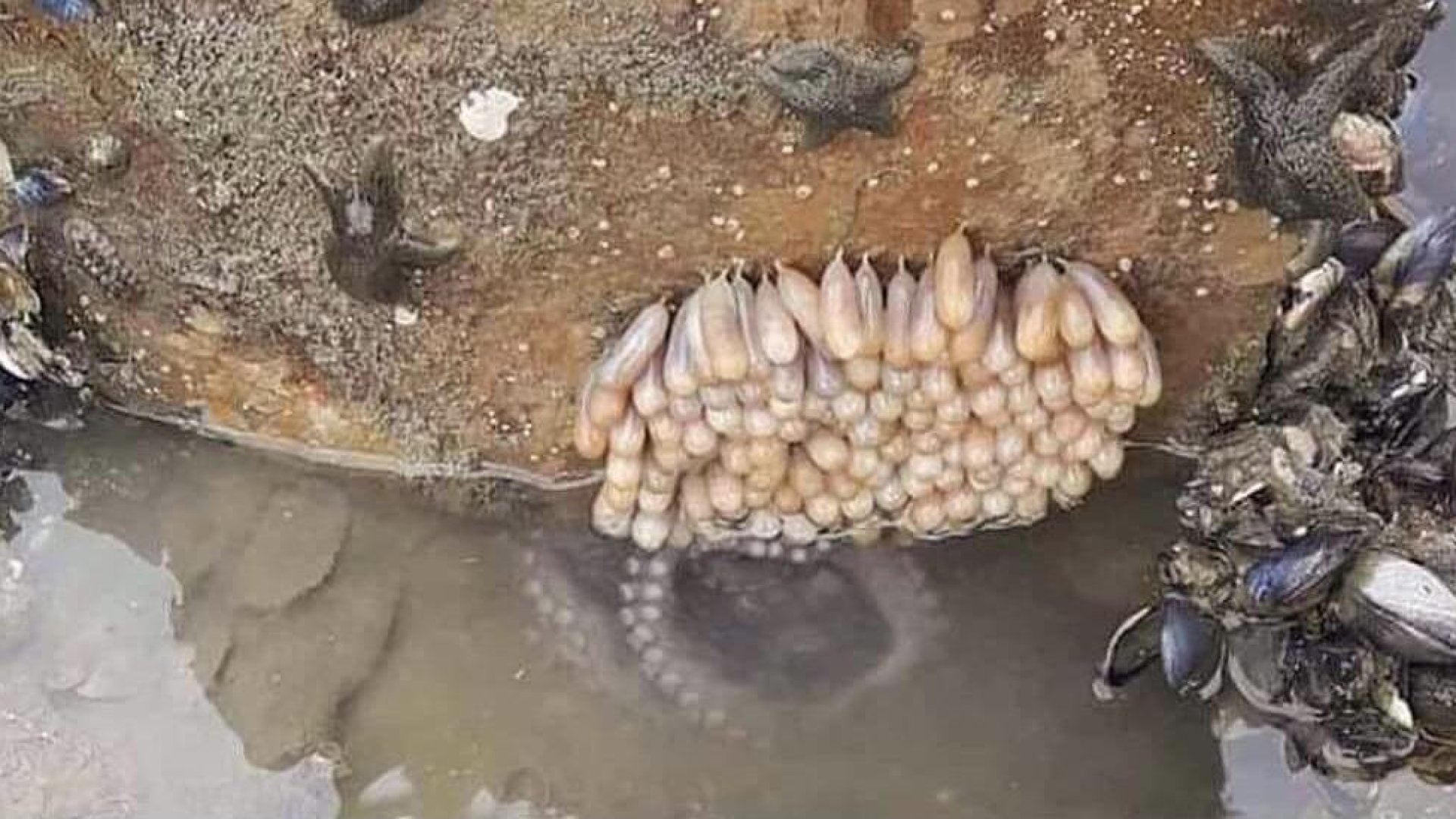 If you see this, don't touch it, and don't kill their mother… Those are ...