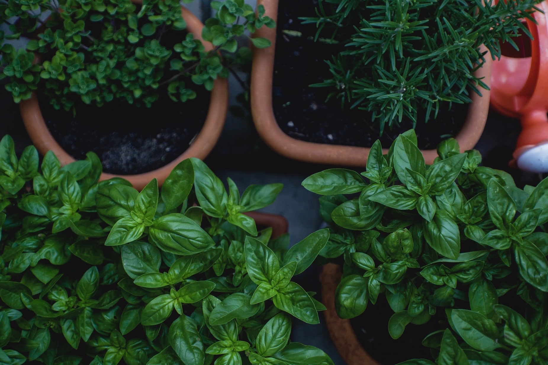 Top 10 plants to keep pesky pests at bay - BrightVibes