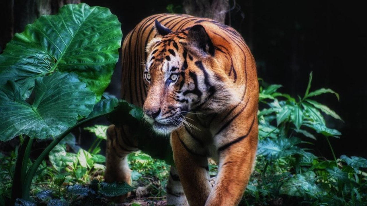 Halting the extinction crisis: these 10 examples prove we can restore ...