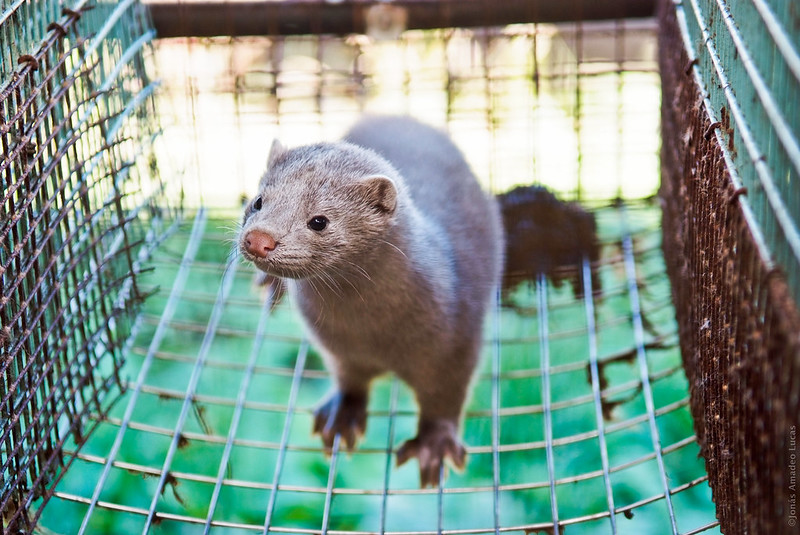 Poland poised to ban fur farming - BrightVibes