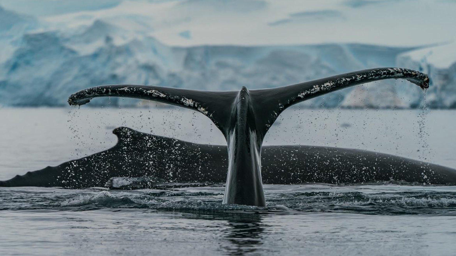 How protecting whales could be our best defence against climate change ...