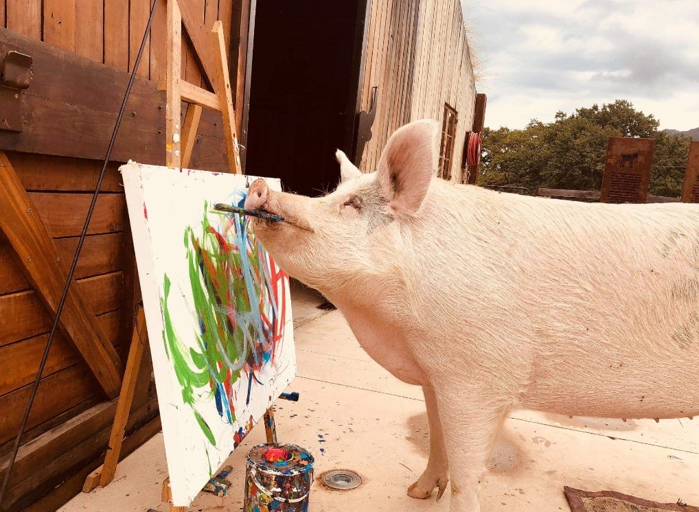 Meet Pigcasso the painting pig: challenging the way we see farm animals ...