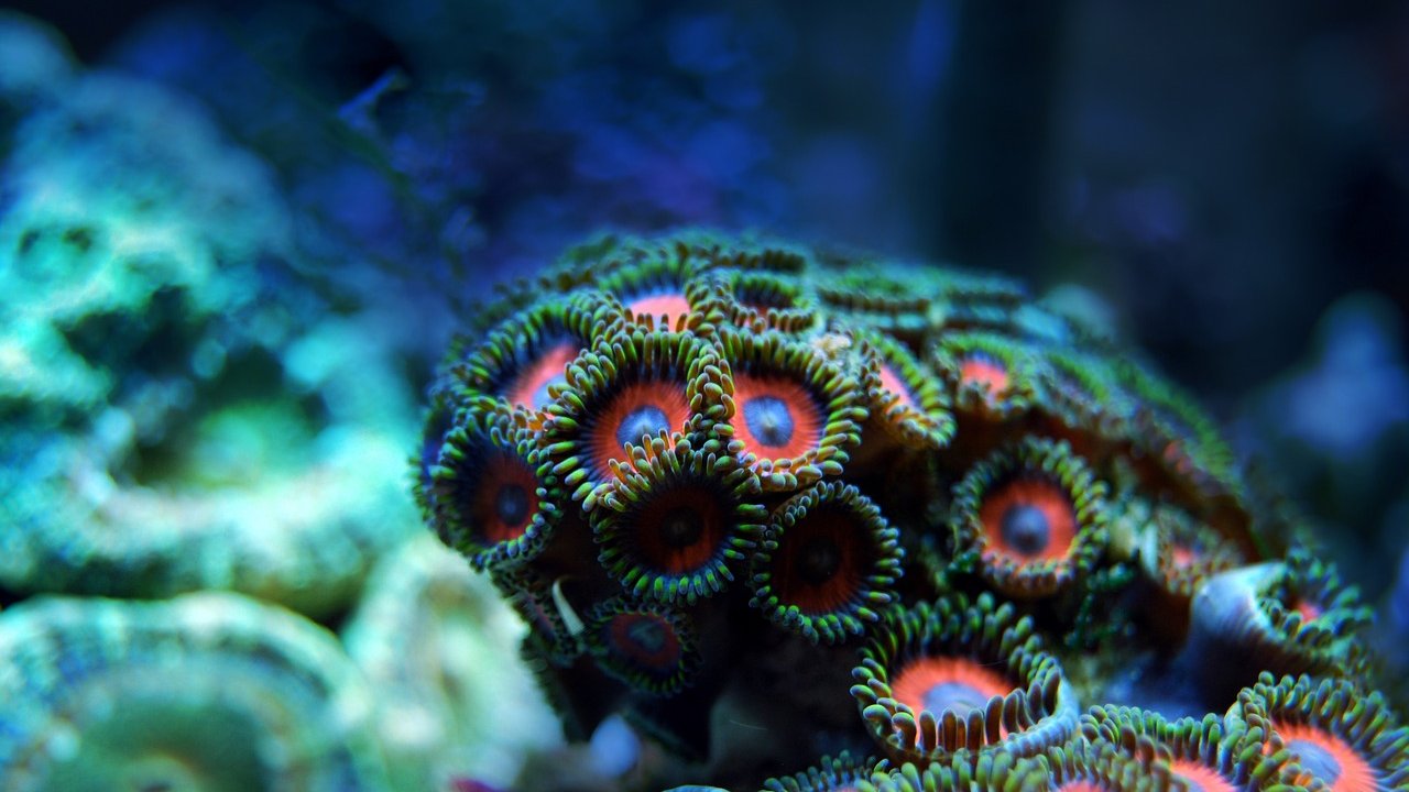 Scientists discover 500-metre-tall coral “skyscraper” on the Great ...