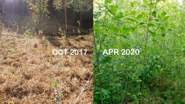 Fast-growing mini-forests are springing up around Europe to aid ...