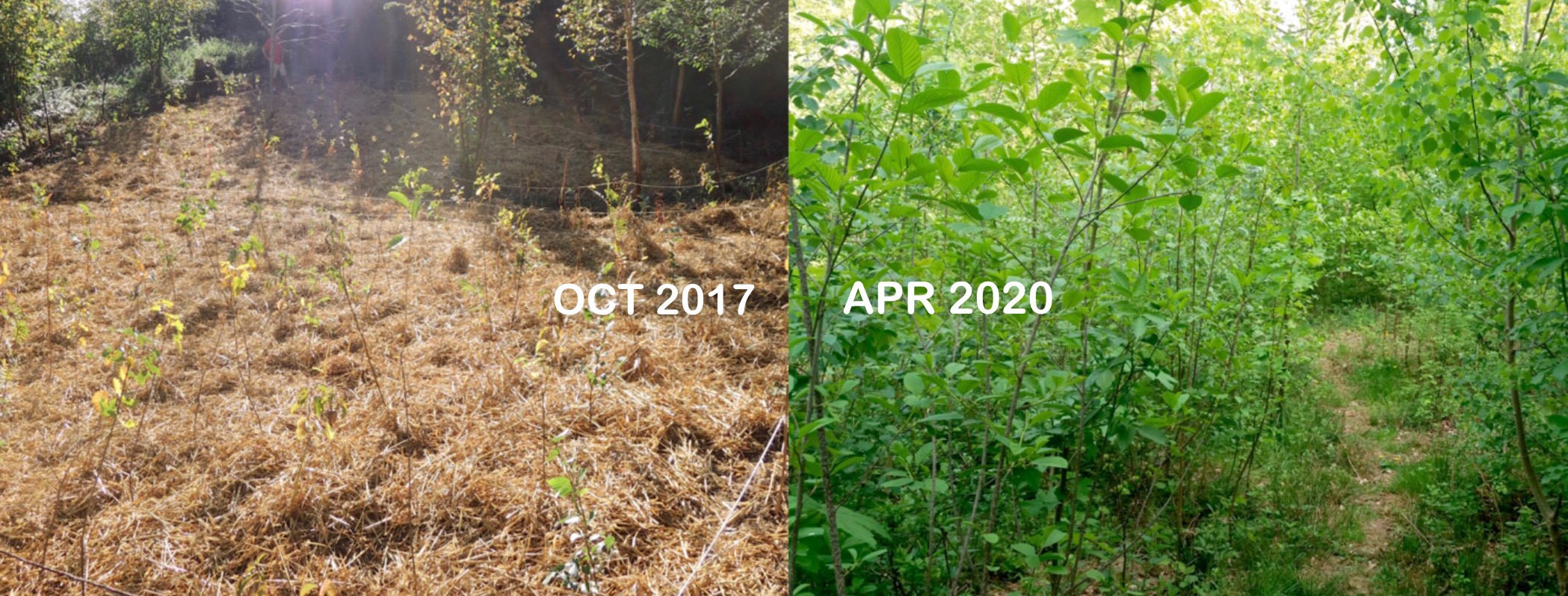 Fast-growing mini-forests are springing up around Europe to aid ...