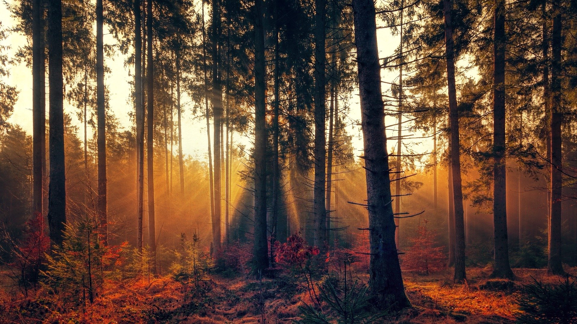 8 fascinating forest facts & figures you might not know - BrightVibes