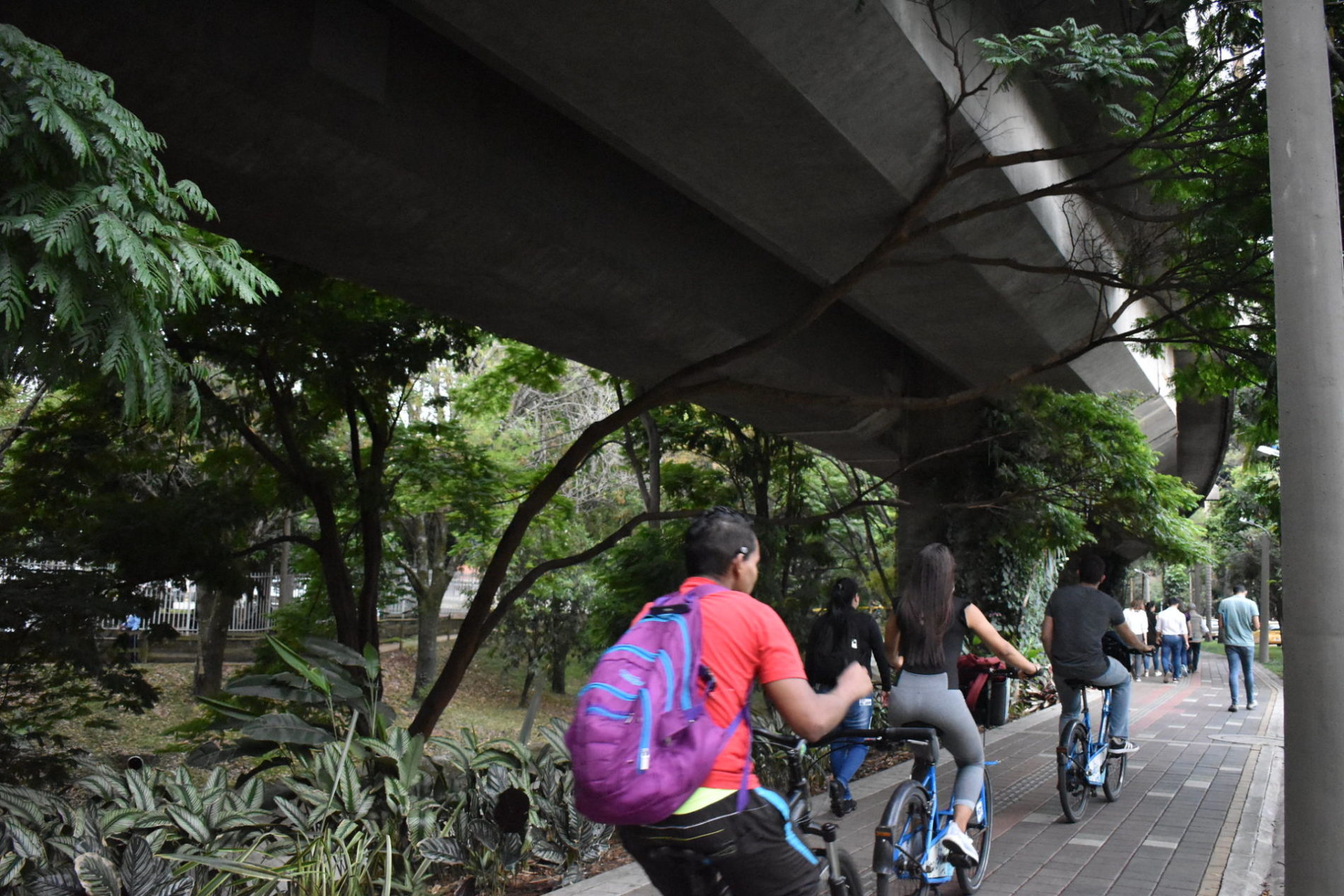 Colombian city plants 30 giant corridors of trees to cool down and ...