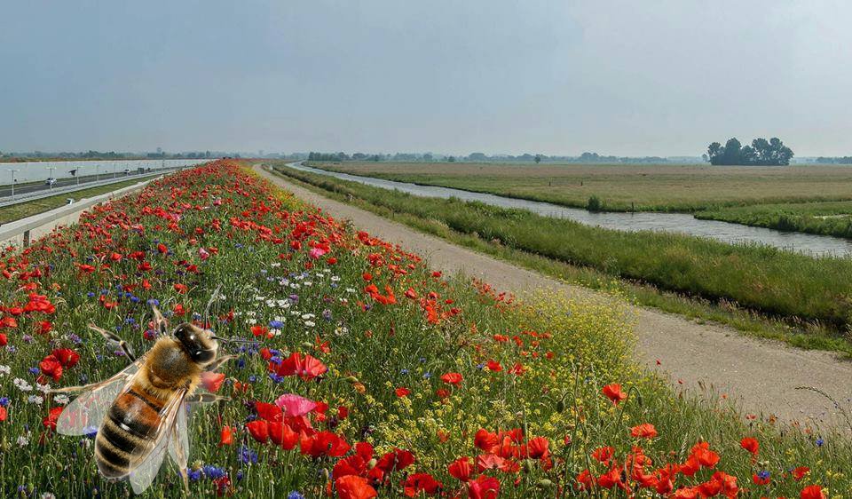 This Dutch 60 miles long Honey Highway paves the way for a beeautiful ...