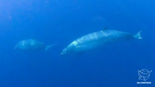 Descubren una posible nueva especie de ballena en México - BrightVibes