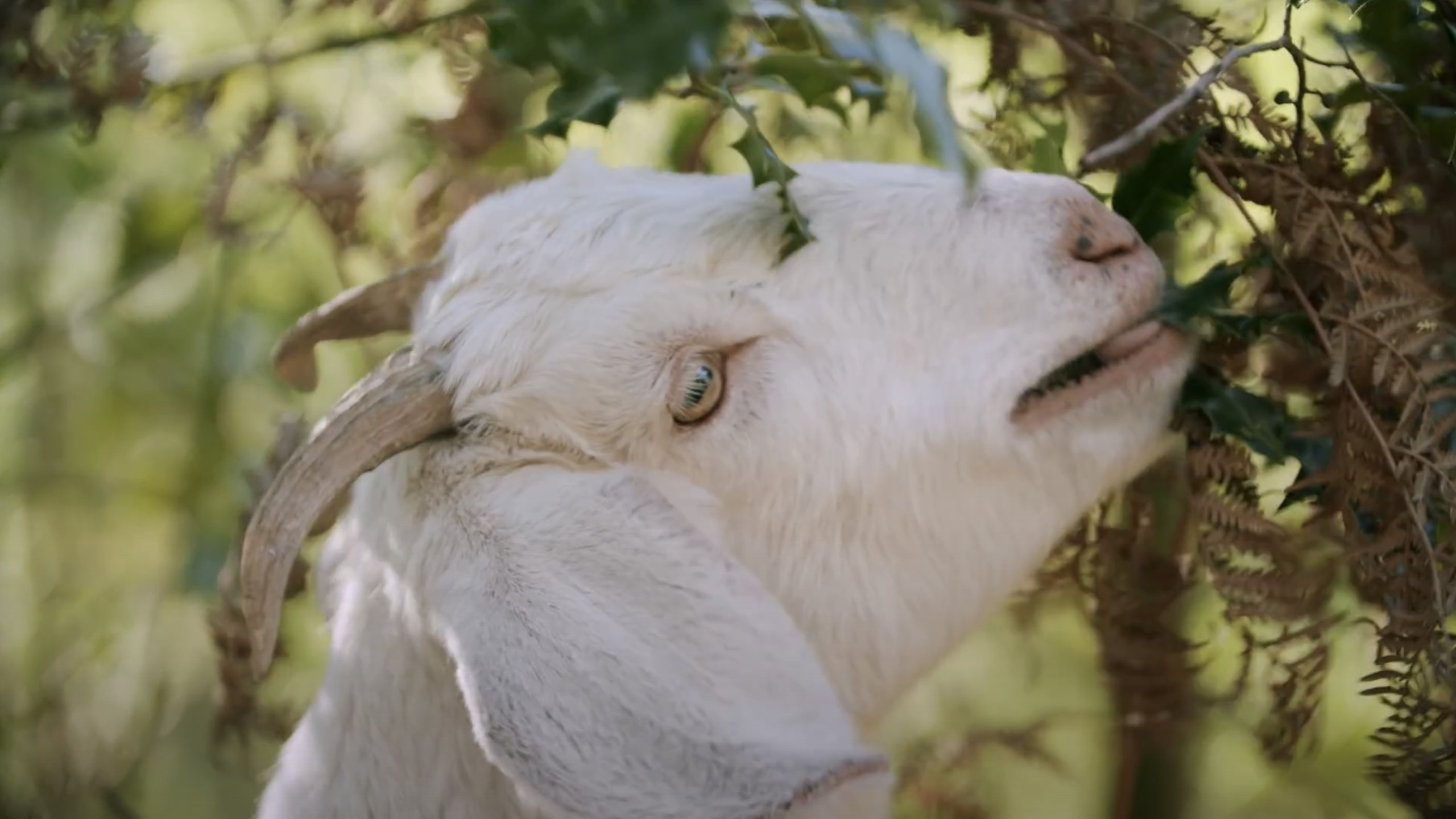 How Goats are Regenerating a Forest and Protecting an Australian Town ...