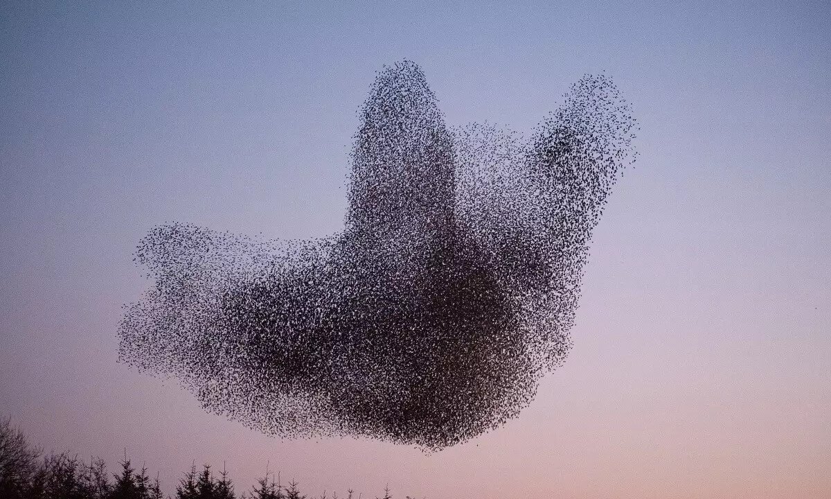 5 things about murmurations you may not know - BrightVibes