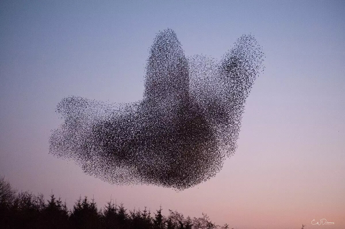 5 things about murmurations you may not know - BrightVibes