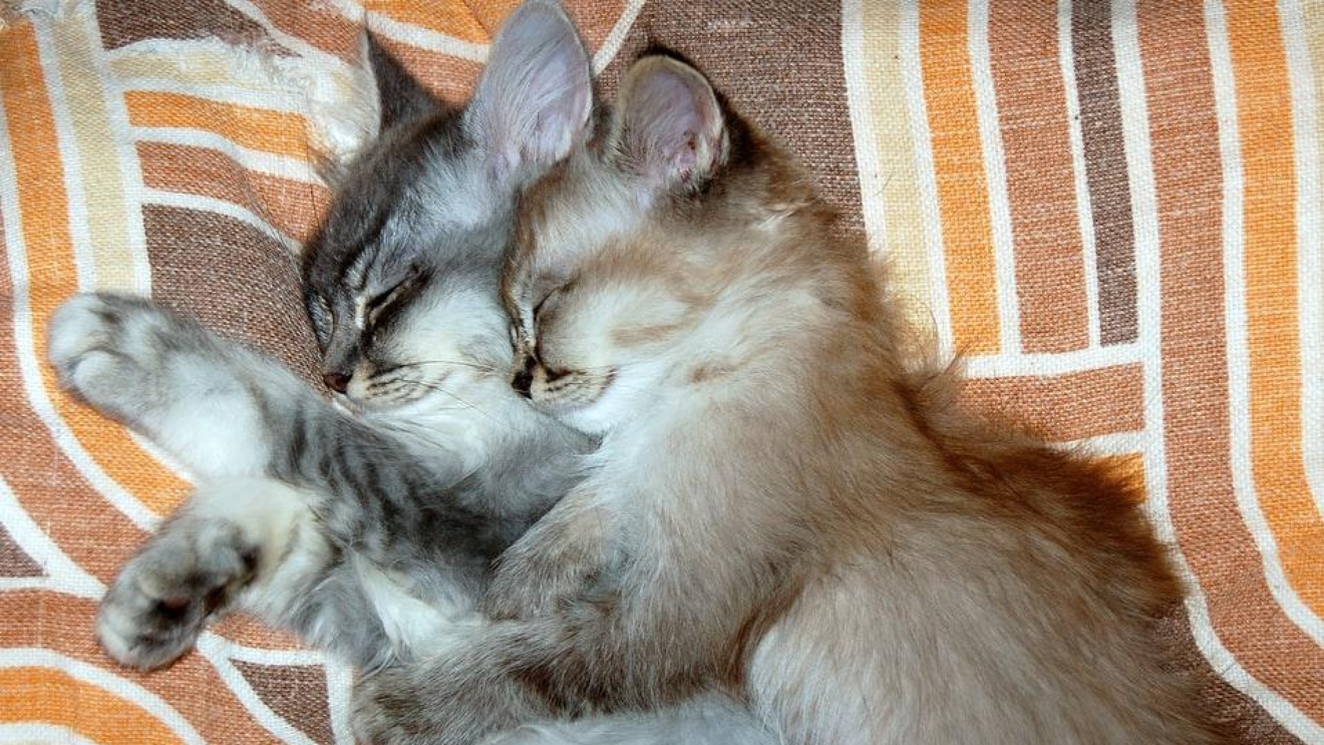 9 Good reasons to hug more (with adorable animal photos) - BrightVibes