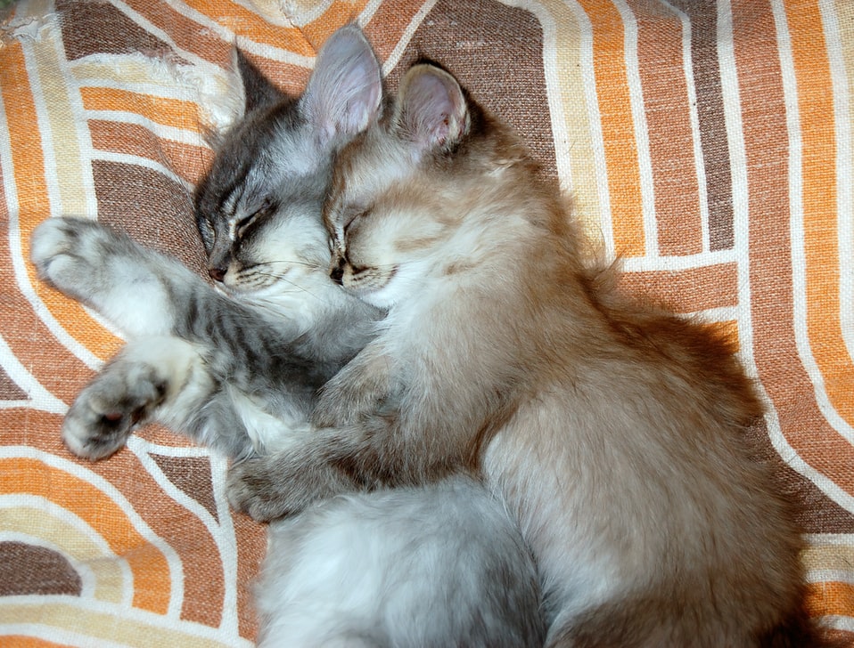 9 Good reasons to hug more (with adorable animal photos) - BrightVibes