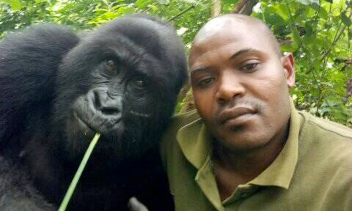 15 more gorgeous gorilla “selfies” from the Congo - BrightVibes