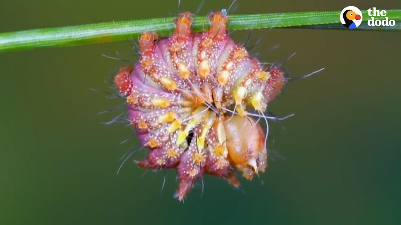 Watch as this little caterpillar transforms into a magnificent moth ...