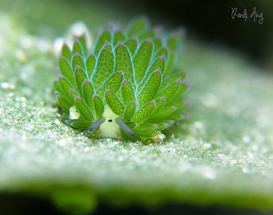 6 unknown facts about the photosynthesis performing Leaf Sheep: the ...