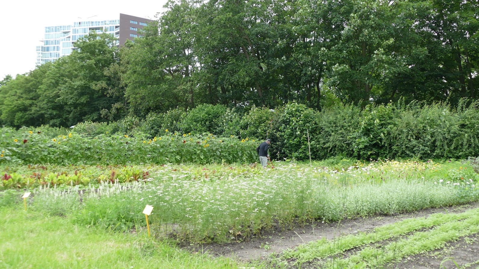 This urban farm in the Netherlands grows healthy food and communities ...