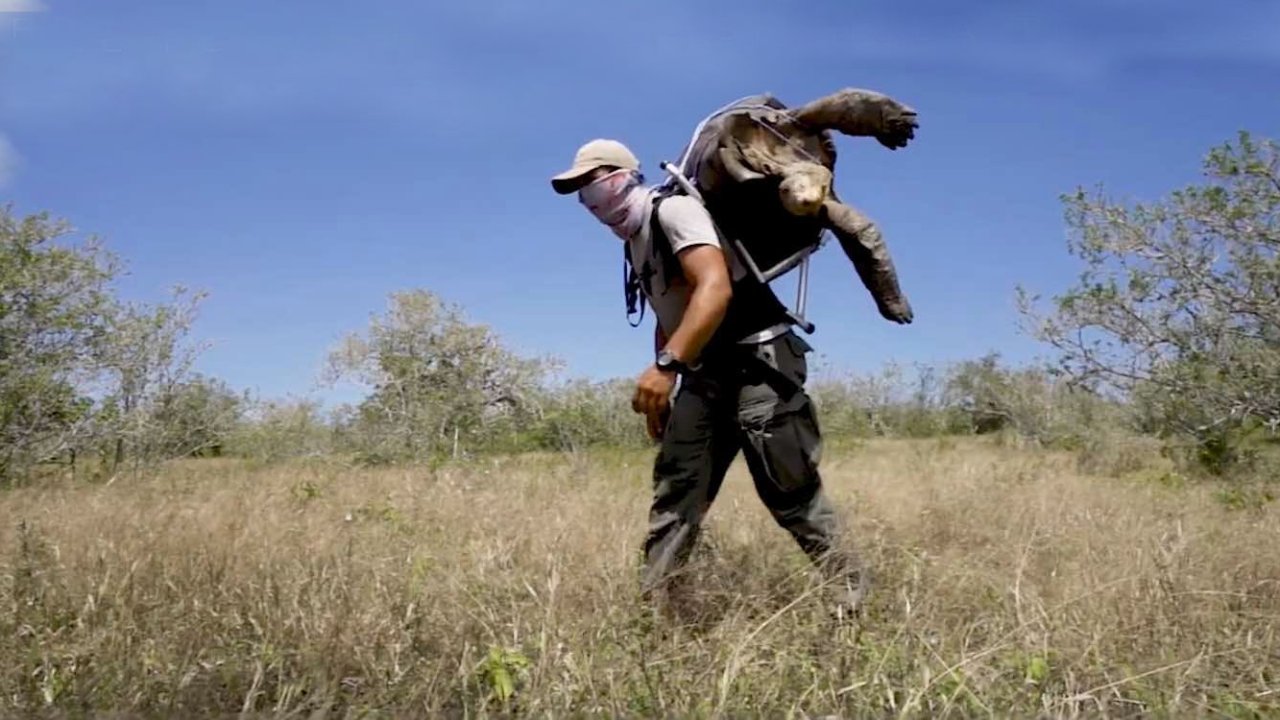 The long road home for 15 giant tortoises that saved a species ...