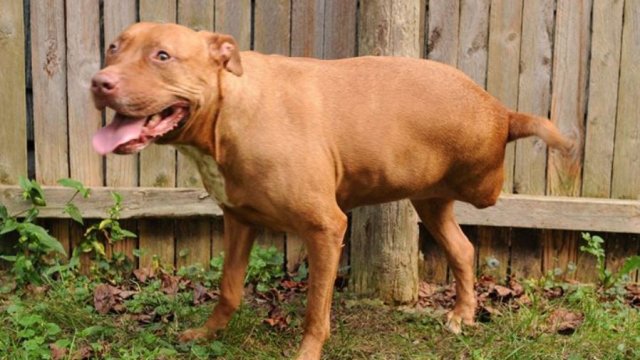 Conoce la historia de Benji. - BrightVibes