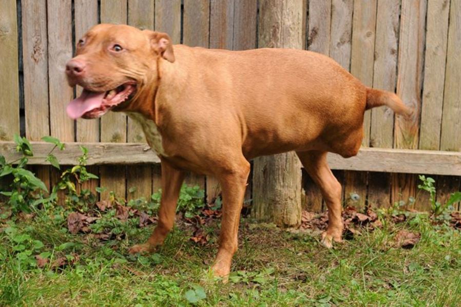 Conoce la historia de Benji. - BrightVibes