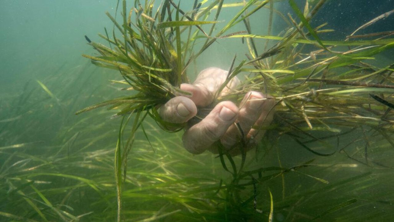World’s largest seagrass restoration project leads to rapid recovery of ...