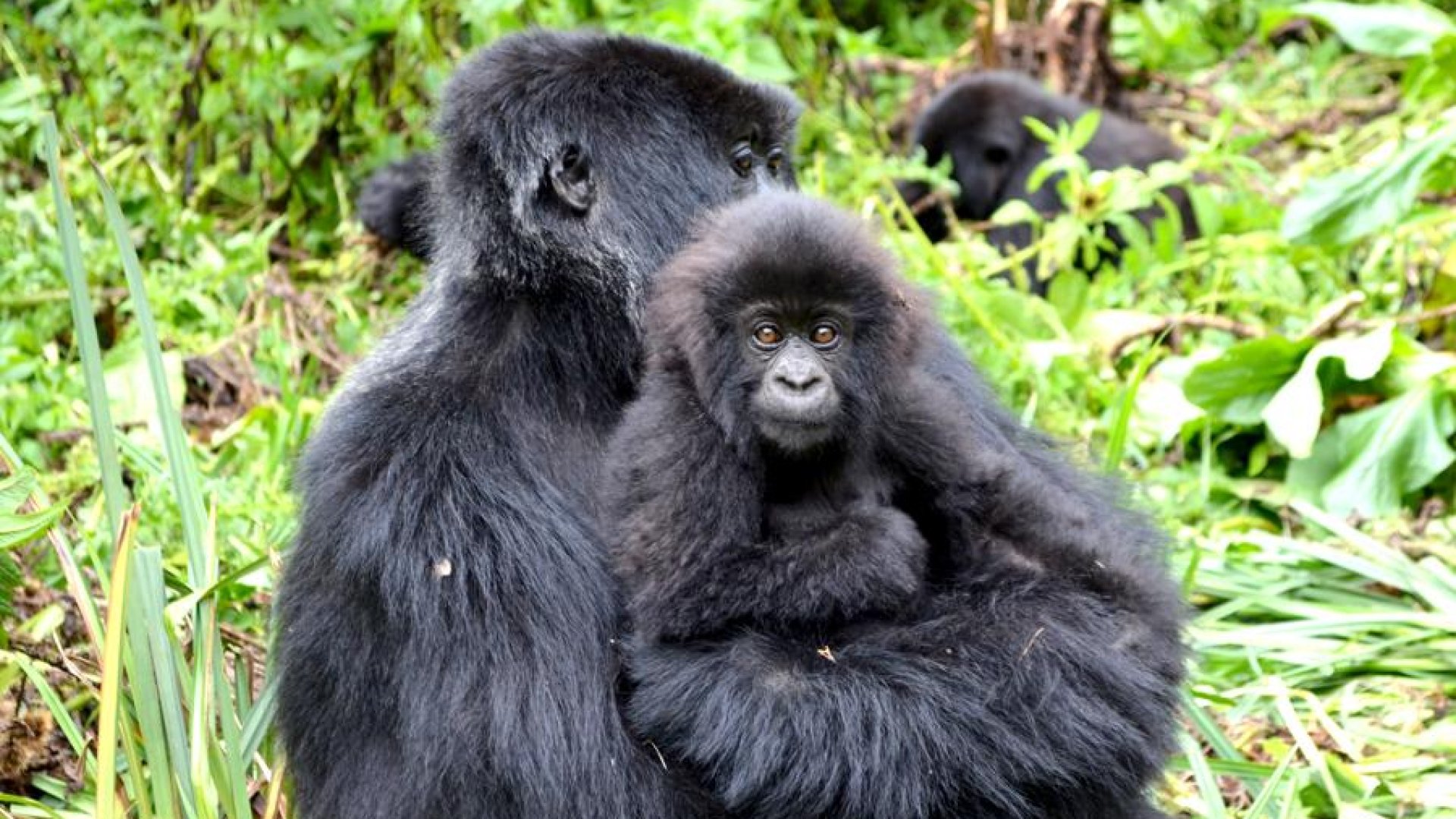 Discover how mountain gorillas are coming back from the brink of ...