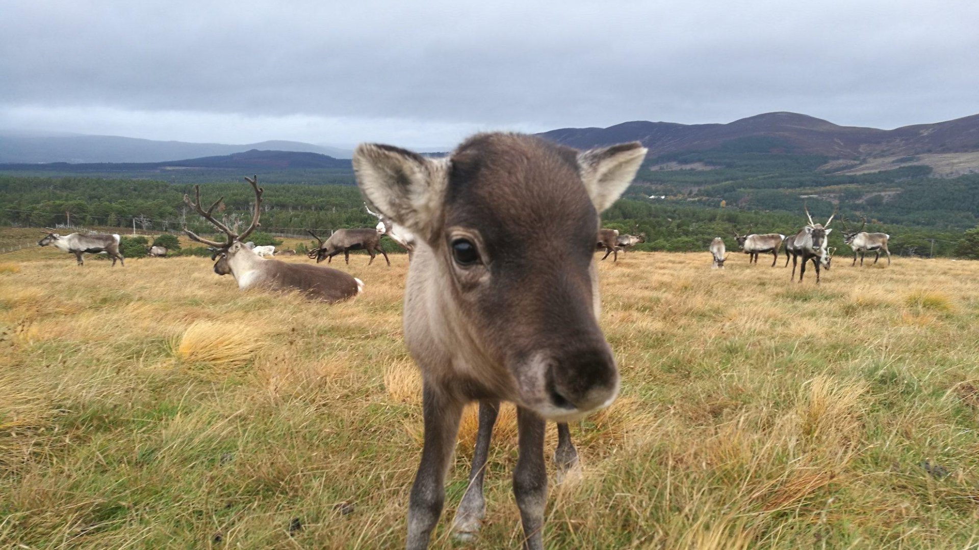 How Scotland’s reindeer are offering hope for a vulnerable species ...