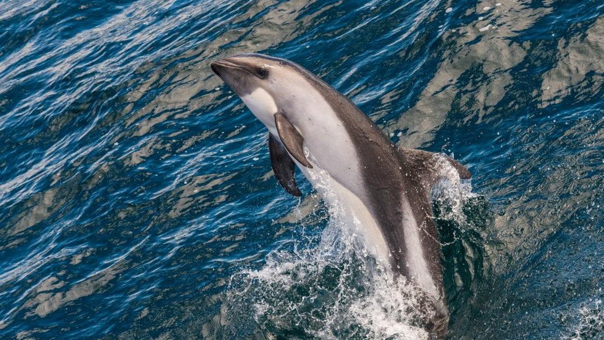 FINALLY CANADA PASSES HISTORIC CETACEAN ANTI-CAPTIVITY LAW - BrightVibes