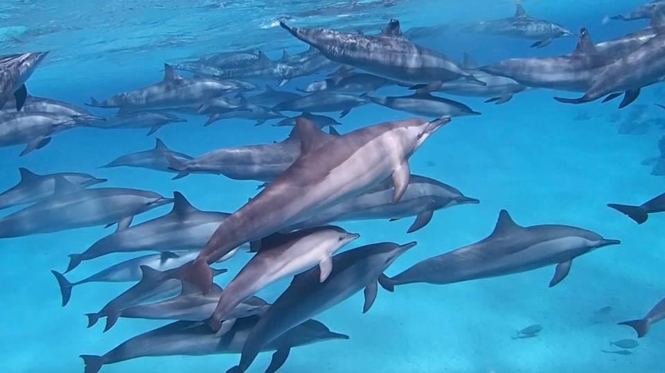 The Dolphin Swim Club is a healing Virtual Reality experience like no ...