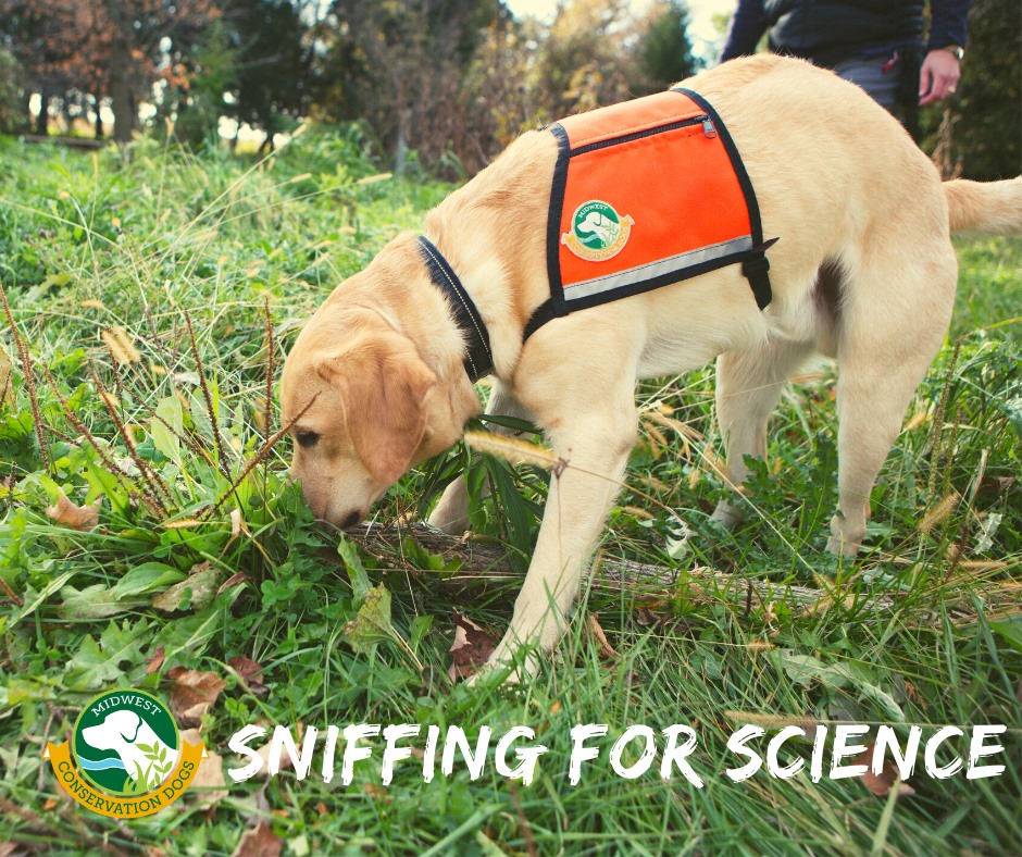 Scent-detectives: How Conservation Dogs Are Sniffing Out Species Humans ...