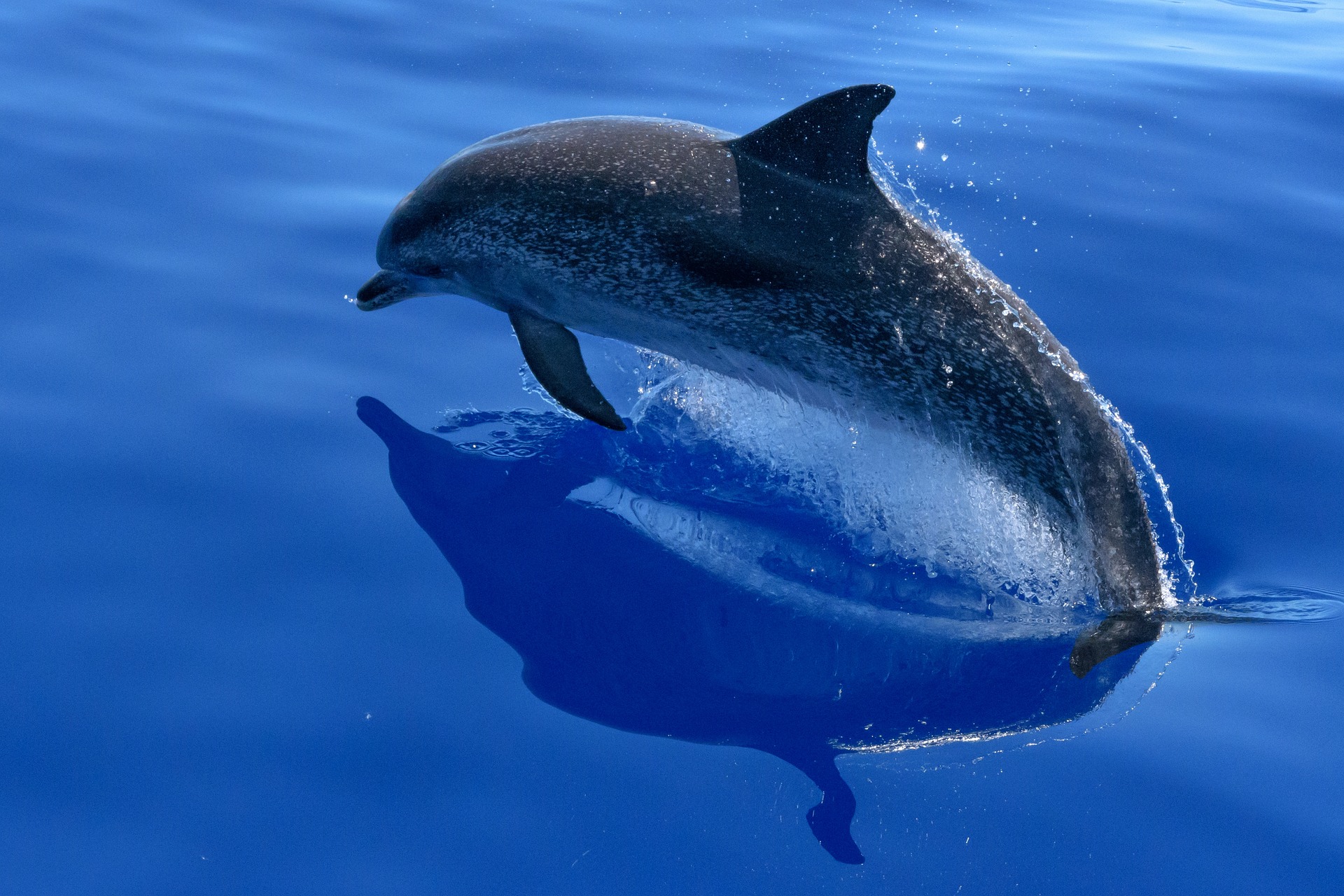 10 Surprising Superpowers of Dolphins - BrightVibes