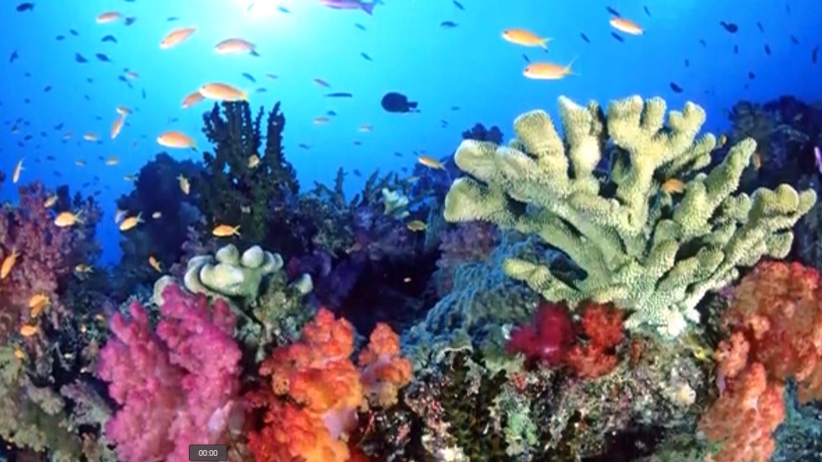 How seeing bleached coral come back from the dead offers hope for the ...
