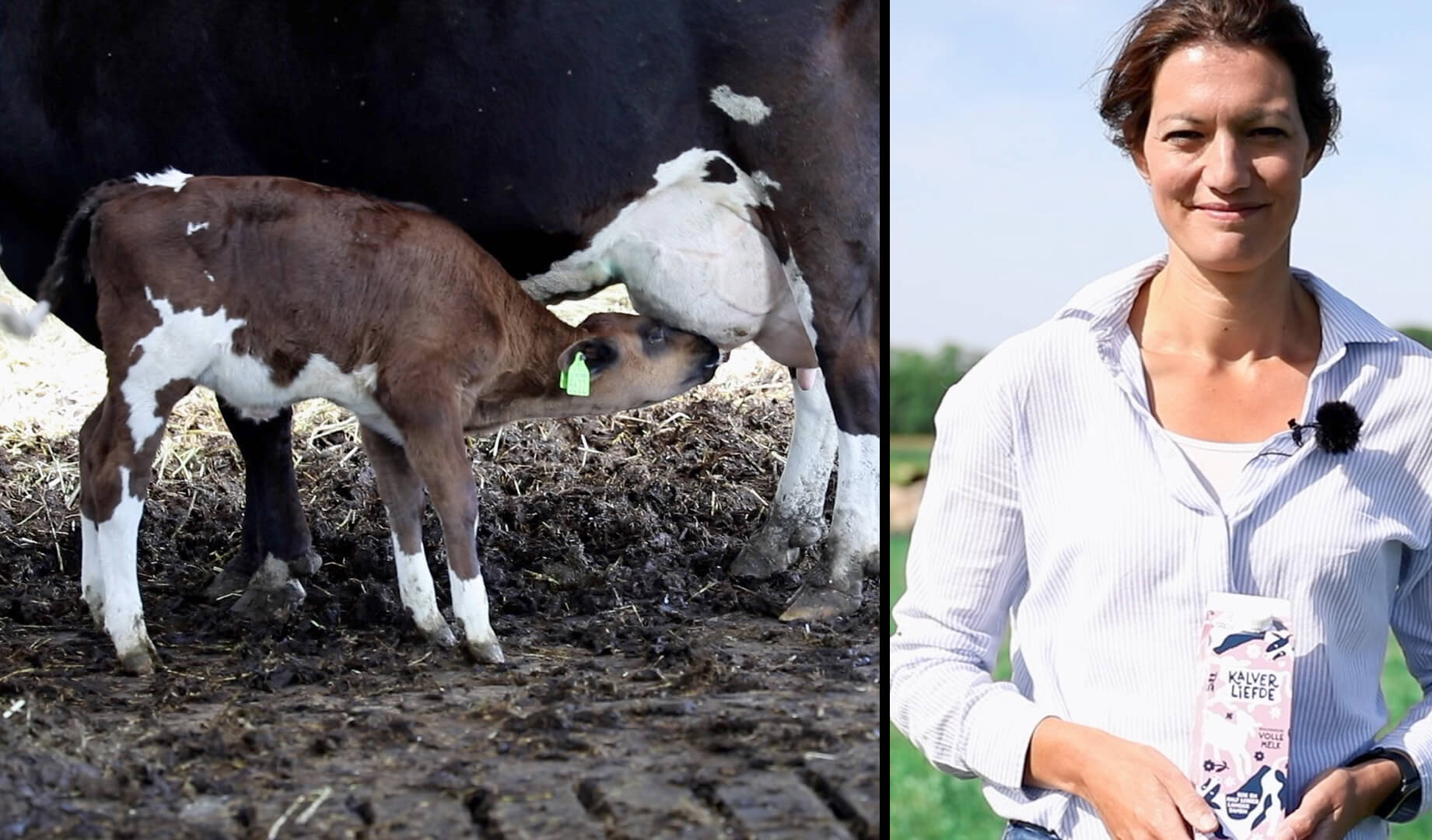 Koe en kalf lekker lang samen met Kalverliefde: biologische zuivel met ...