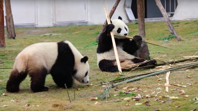 The Netherlands joins the fight to save the giant panda - BrightVibes