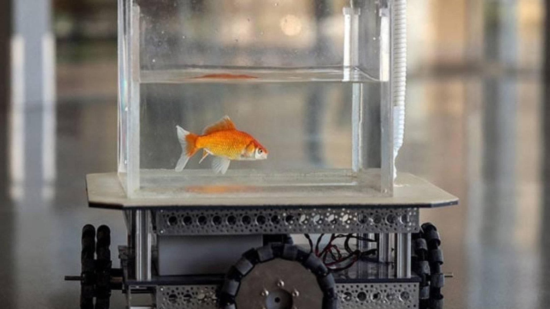 You’ve heard of flying fish, well how about driving fish? - BrightVibes