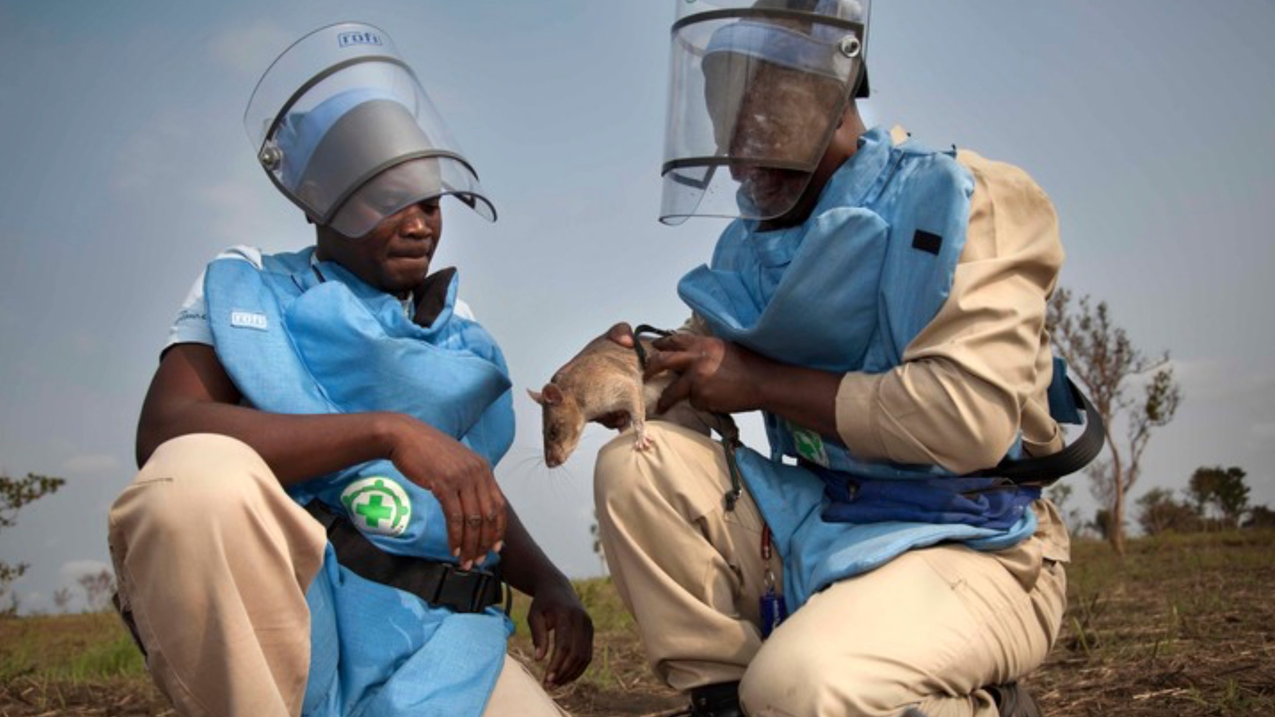Discover how giant "Hero Rats" are sniffing out danger and saving lives ...
