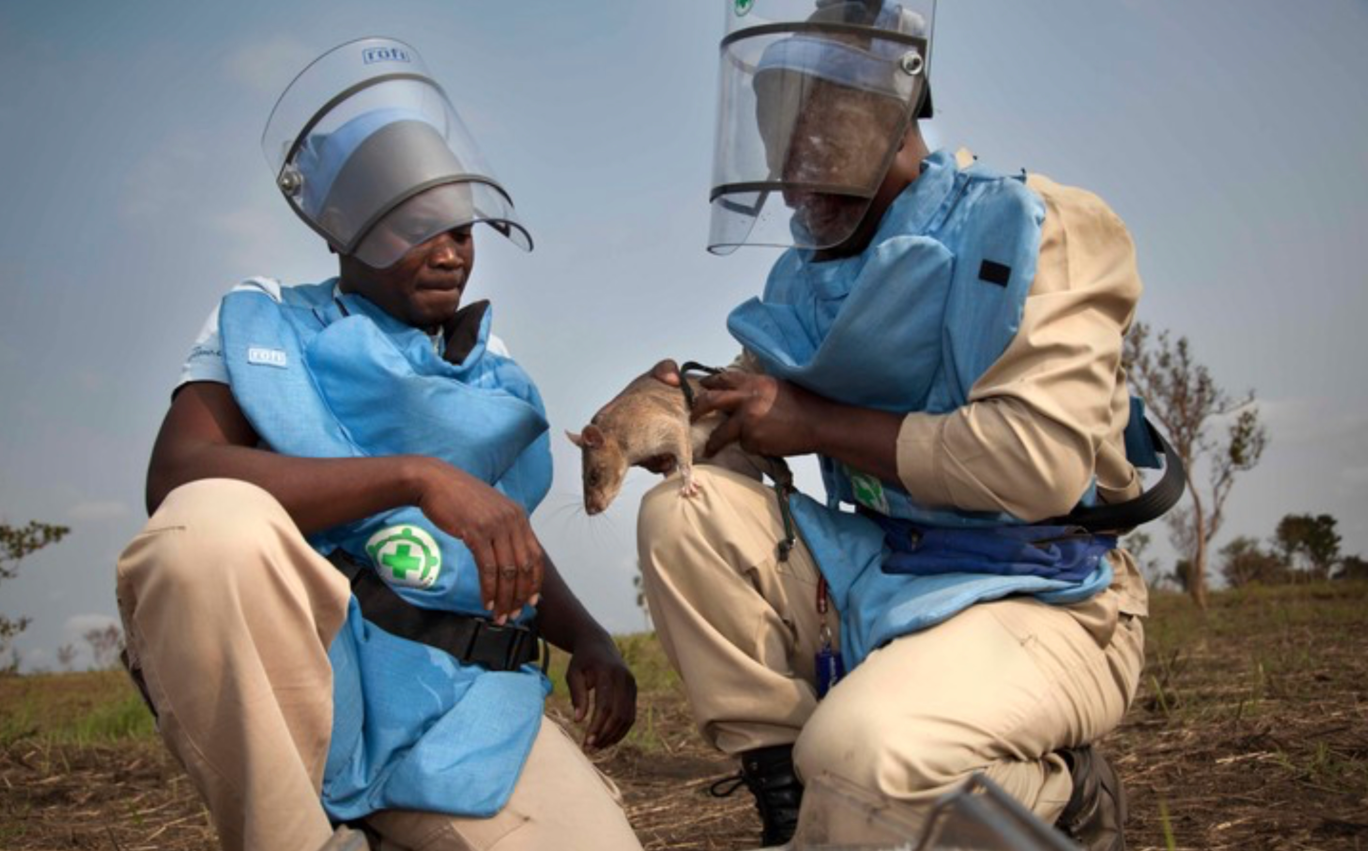 Discover how giant "Hero Rats" are sniffing out danger and saving lives ...
