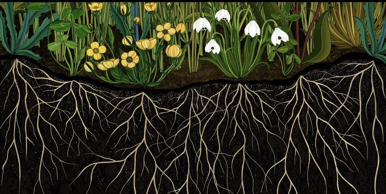 Story of Flowers: a breathtaking botanical animated short - BrightVibes