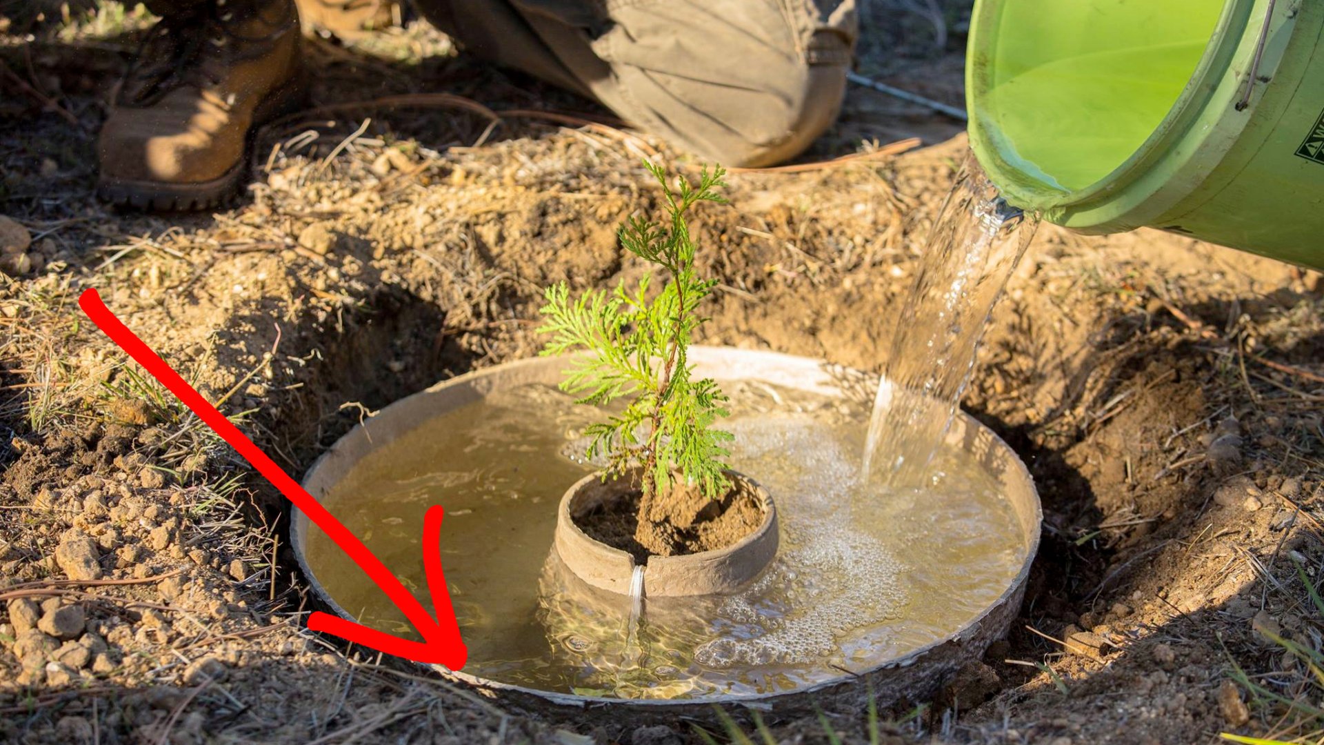 Turning degraded land into forests sounds impossible, right? - BrightVibes