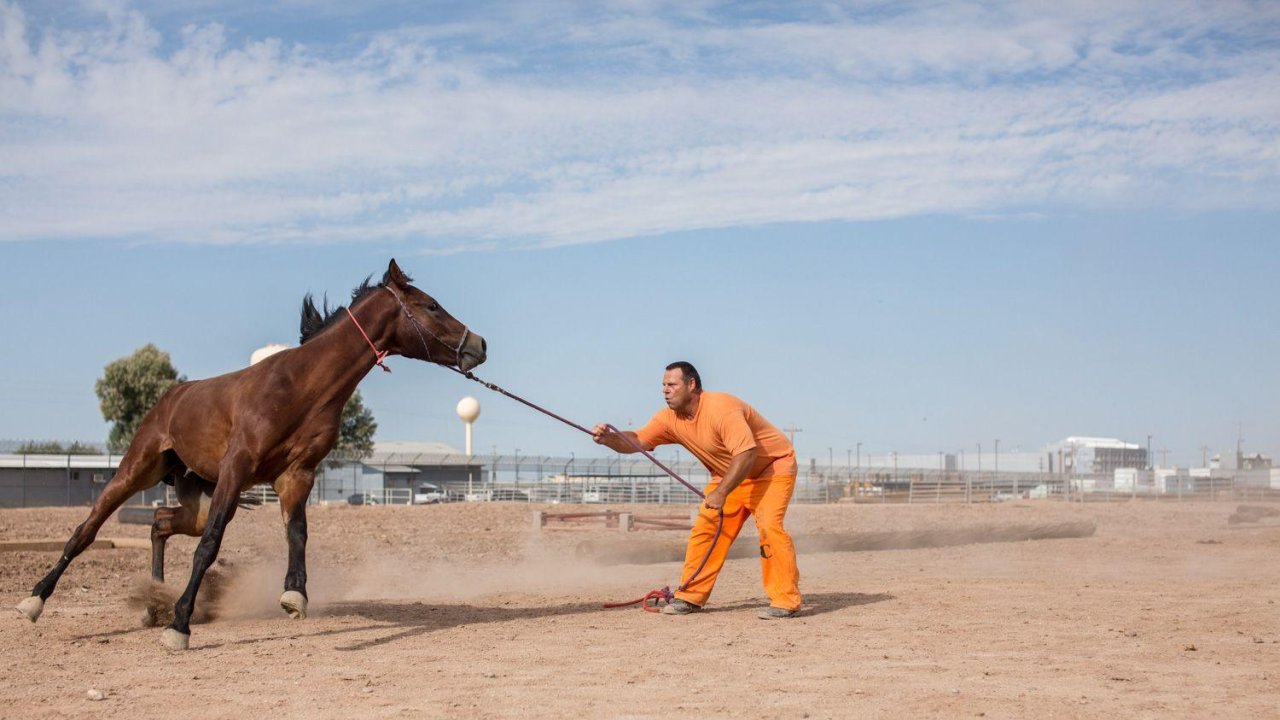 Wild Horses & Wilder Men: Inmates train mustangs in Arizona, but who is ...
